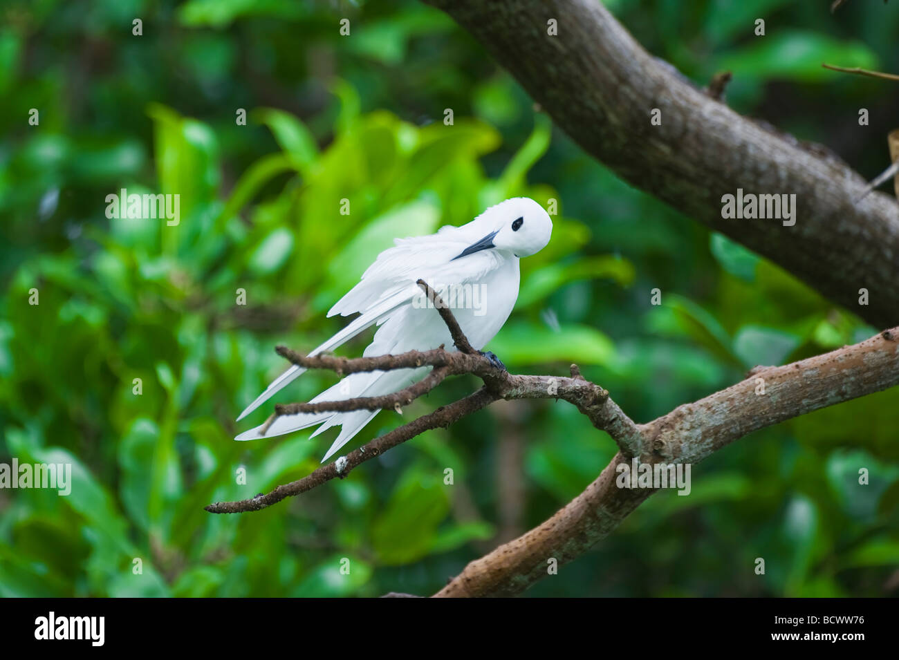 Common White tern or Fairy Tern Gygis alba Stock Photo - Alamy
