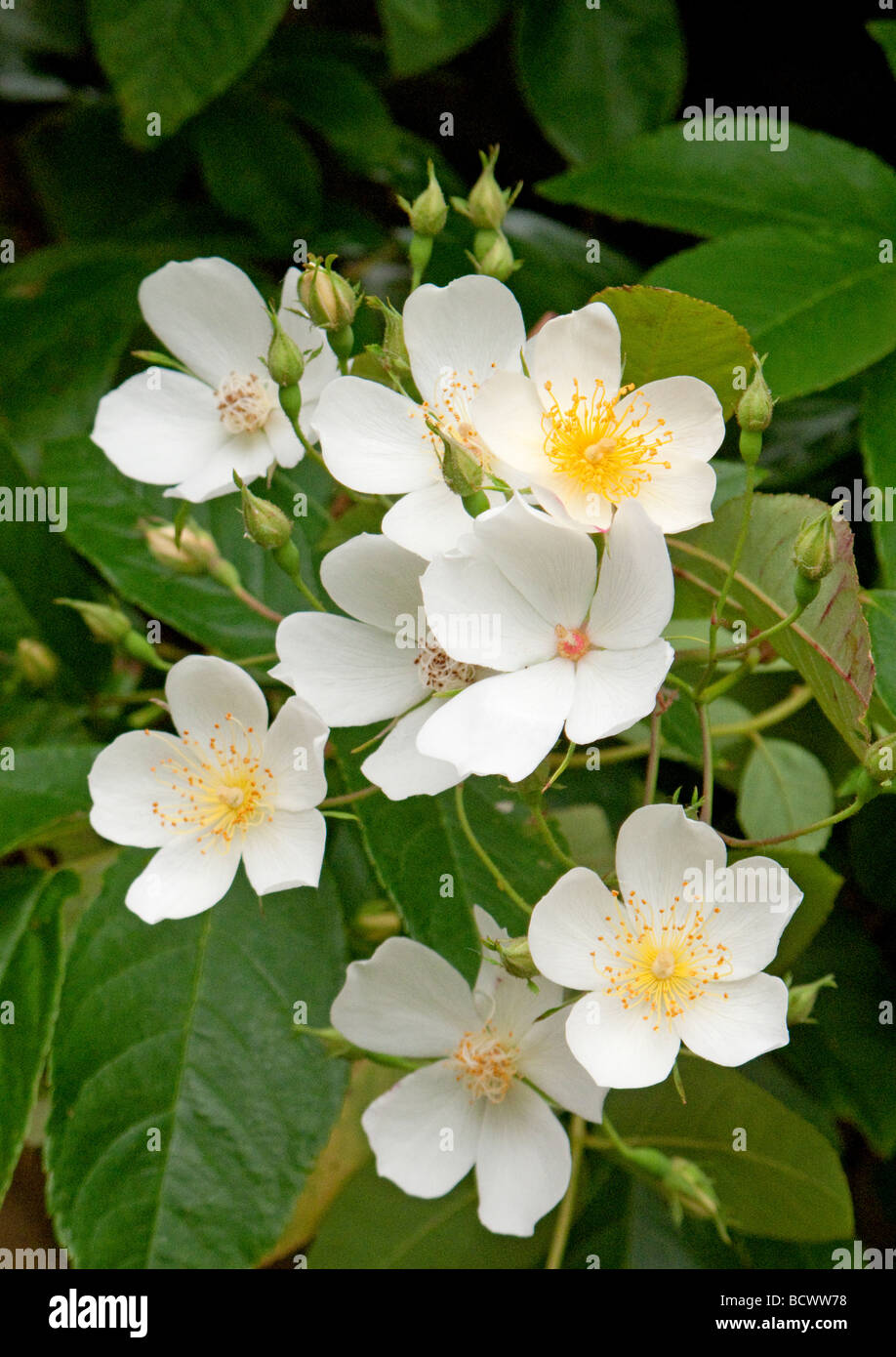 Rosa canina dog hi-res stock photography and images - Alamy