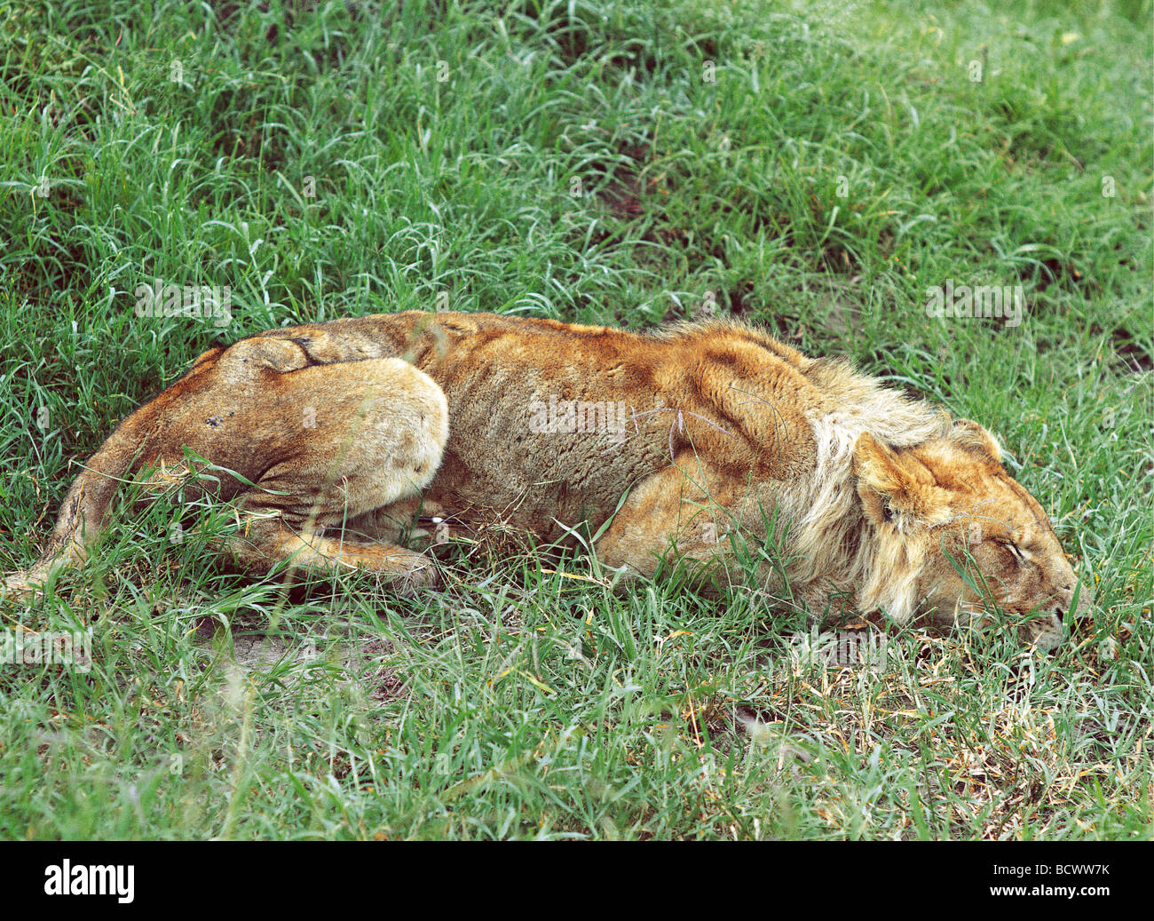 Close up of Young male lion in poor condition quilled by porcupine ...