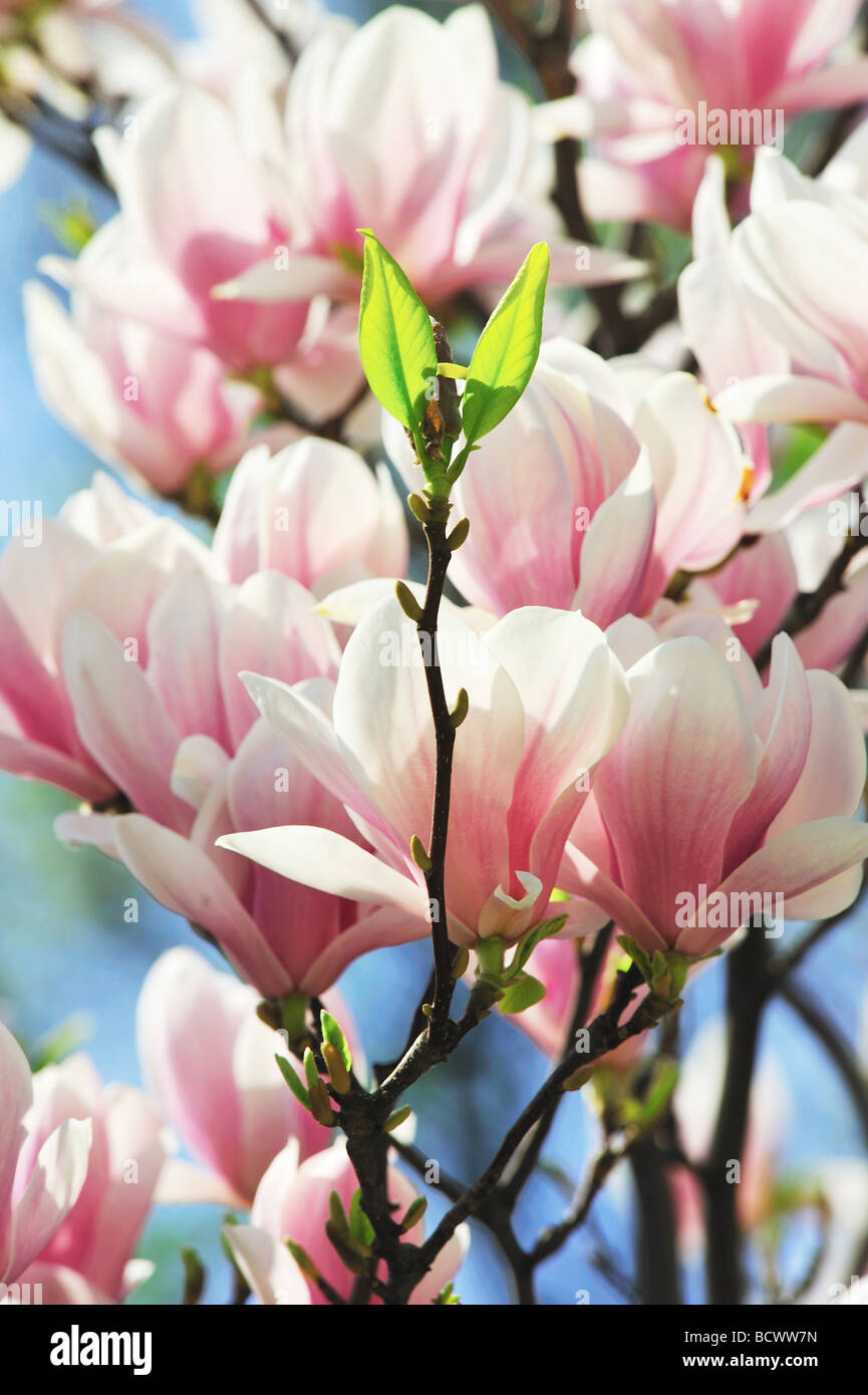 magnolia flowers blooming against sunny blue sky Magnolia denudata ...