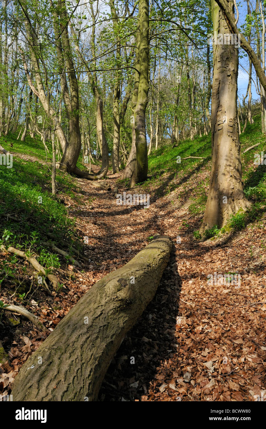 Steep track in Cotswold ancient woodland Stock Photo - Alamy