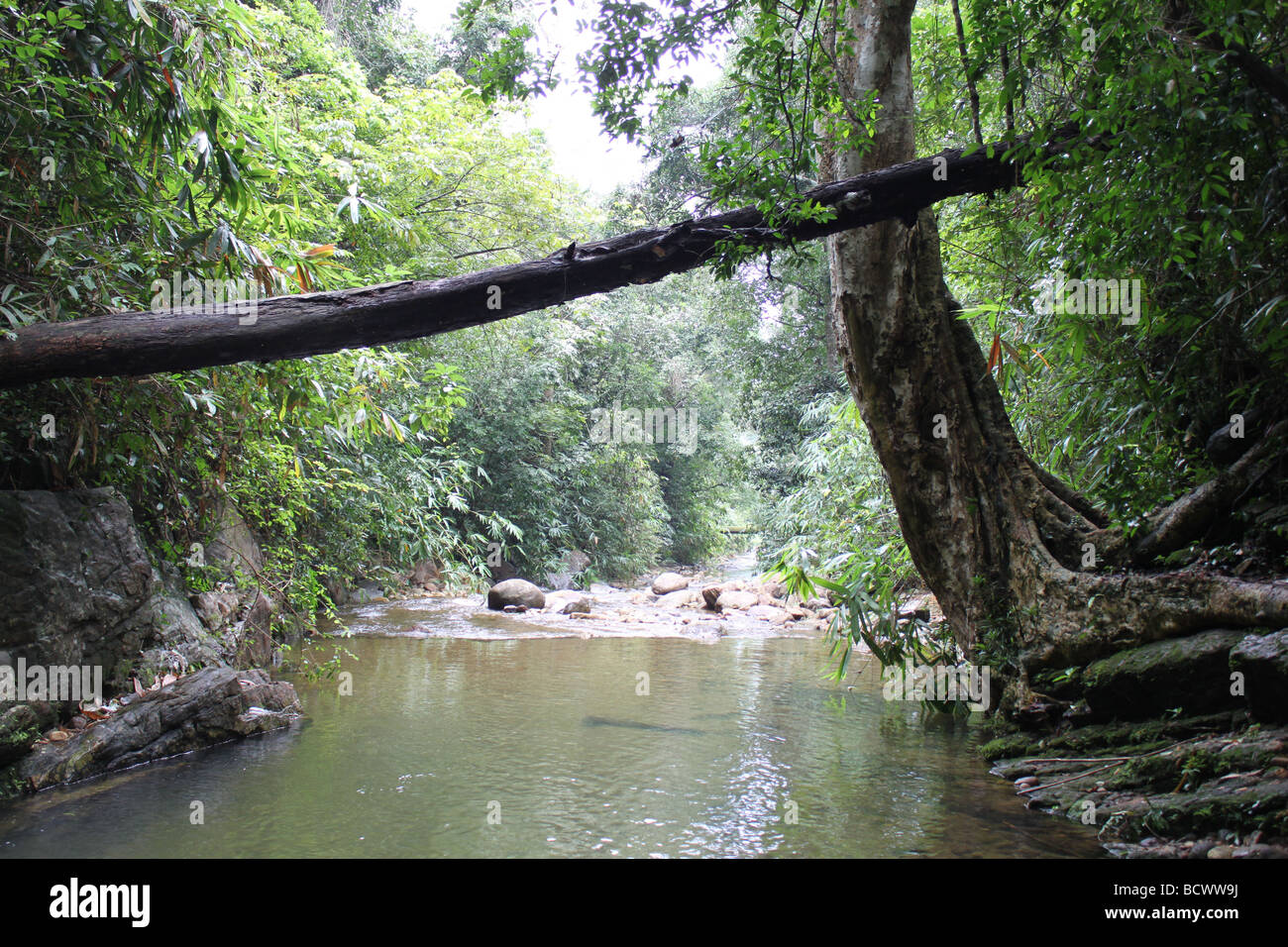Fallen tree across river in Kerala India Stock Photo - Alamy
