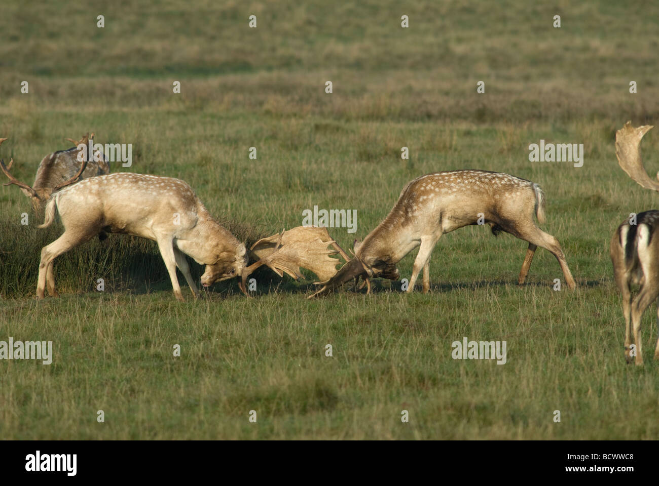 dramatic view of bucks fighting in the rut, clashing antlers, Fallow ...