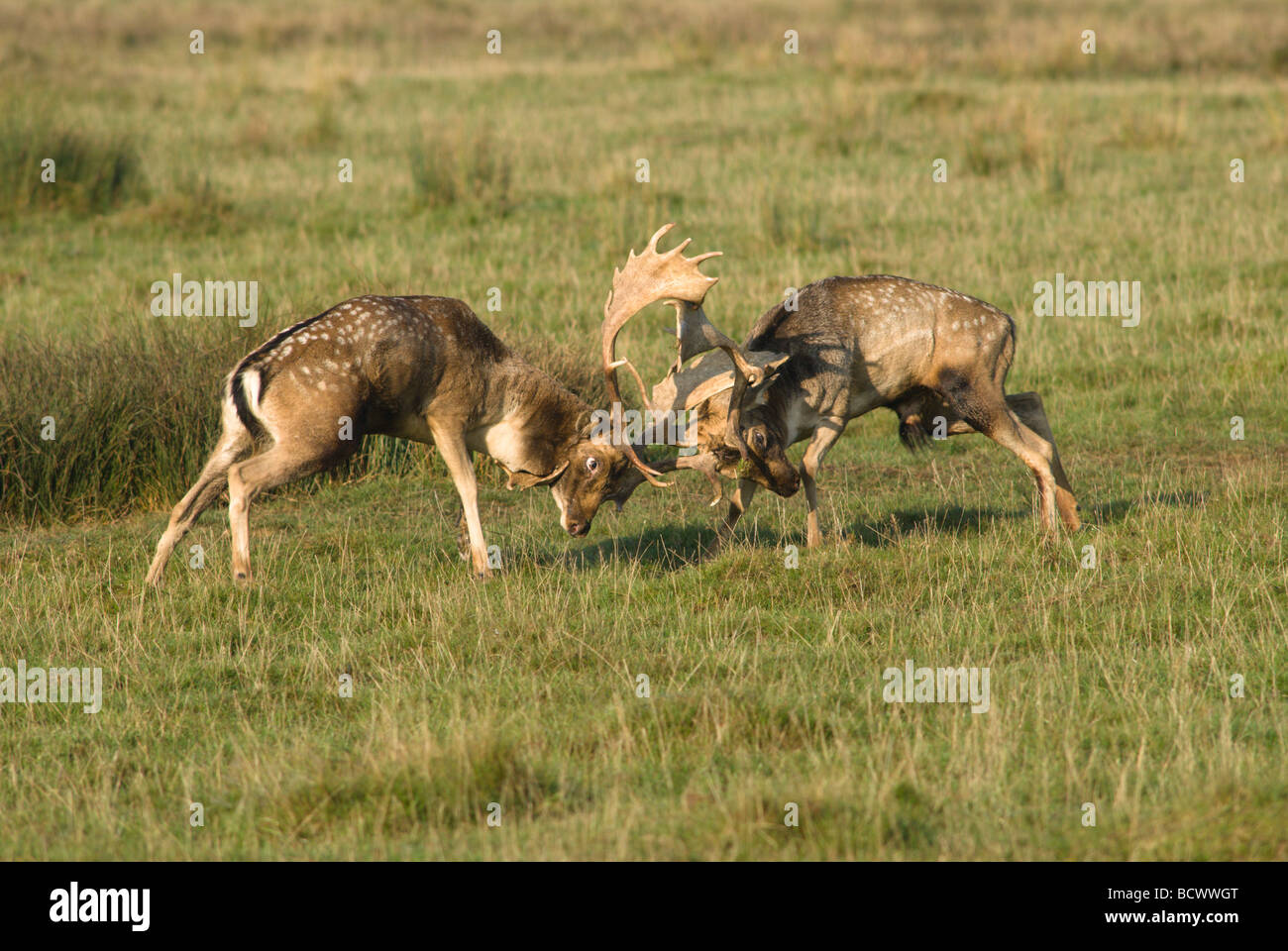 dramatic view of bucks fighting in the rut, clashing antlers, Fallow ...