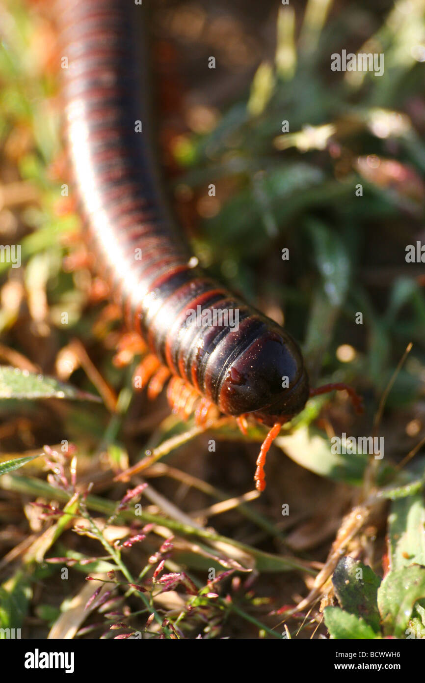 A millipede crawls through undergrowth in the Chikmagalur region of ...
