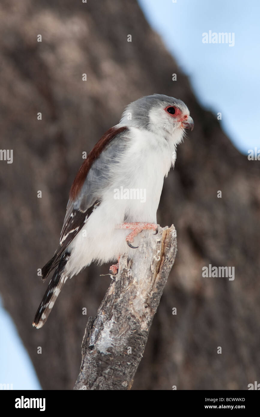 Pygmy falcon Polihierax semitorquatus female Etosha national park ...
