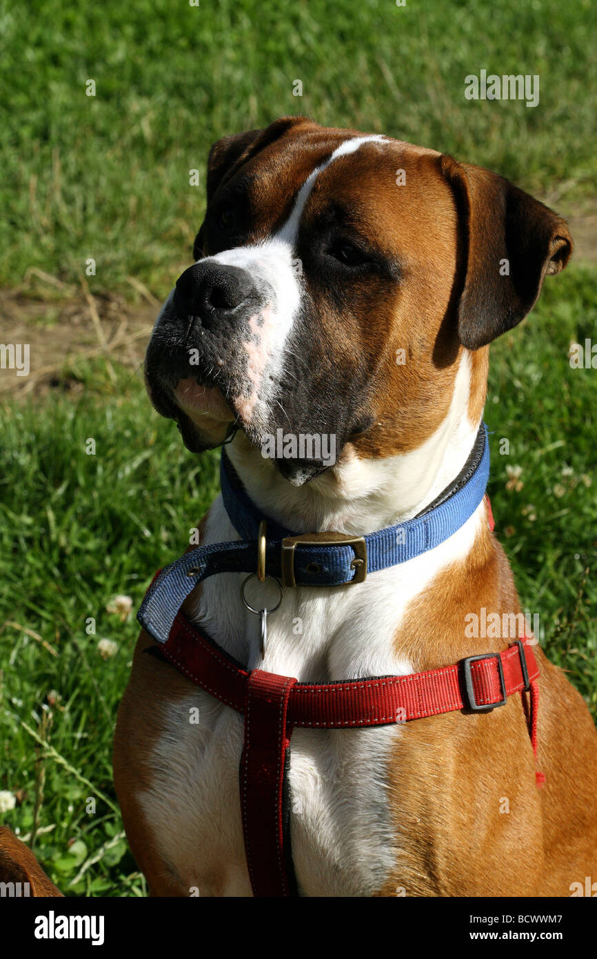 Boxer Dog exhibitting a range of facial expression Stock Photo - Alamy