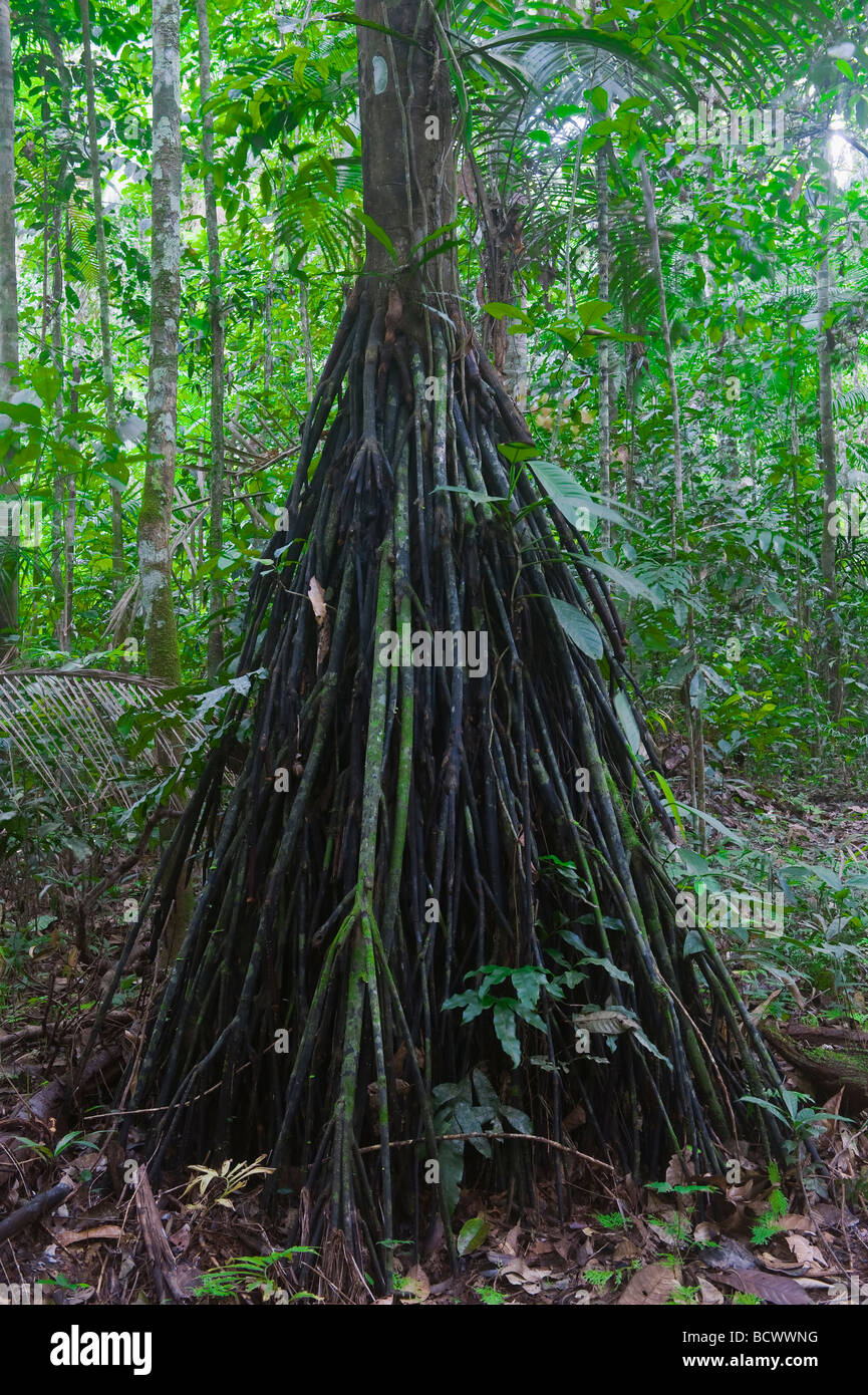 Palm tree roots Cristalino State Park Alta Floresta Mato Grosso Brazil ...
