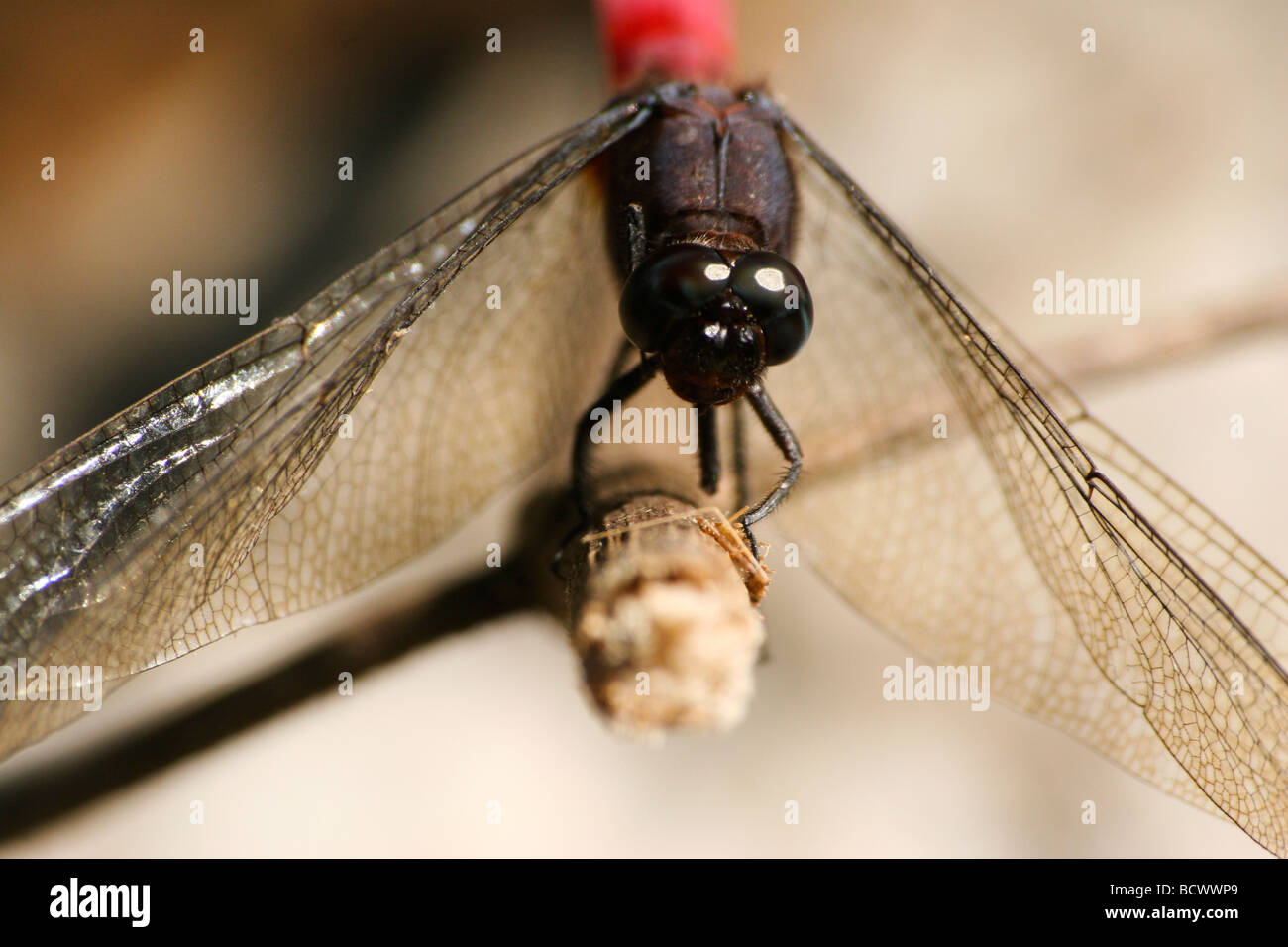 A dragonfly sits on a branch in the Chikmagalur region of Karnataka ...