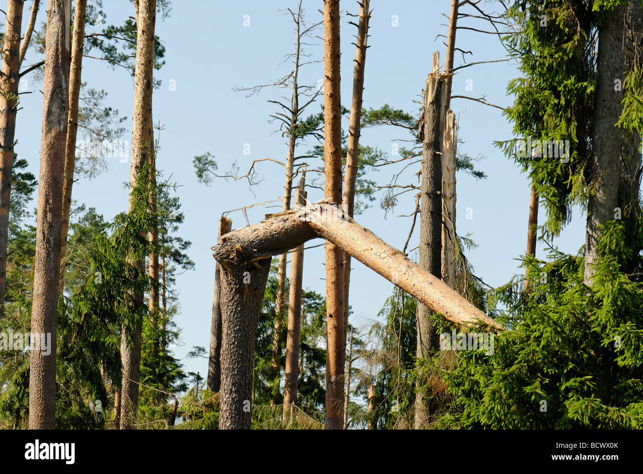 Broken trunk of tree during tornado Stock Photo - Alamy