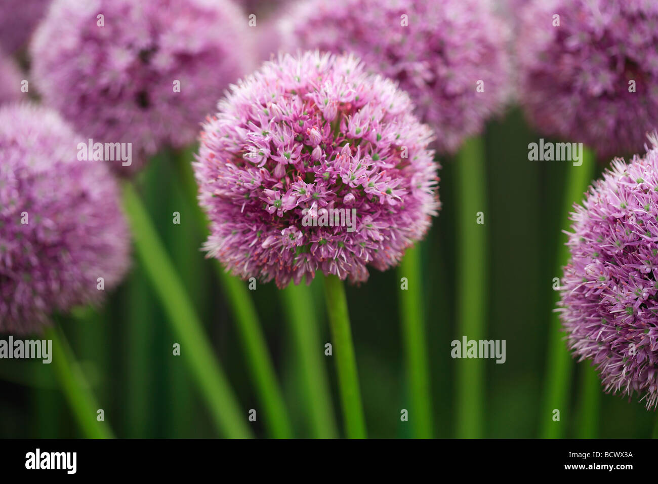 Alliums and tall green stalks Stock Photo - Alamy