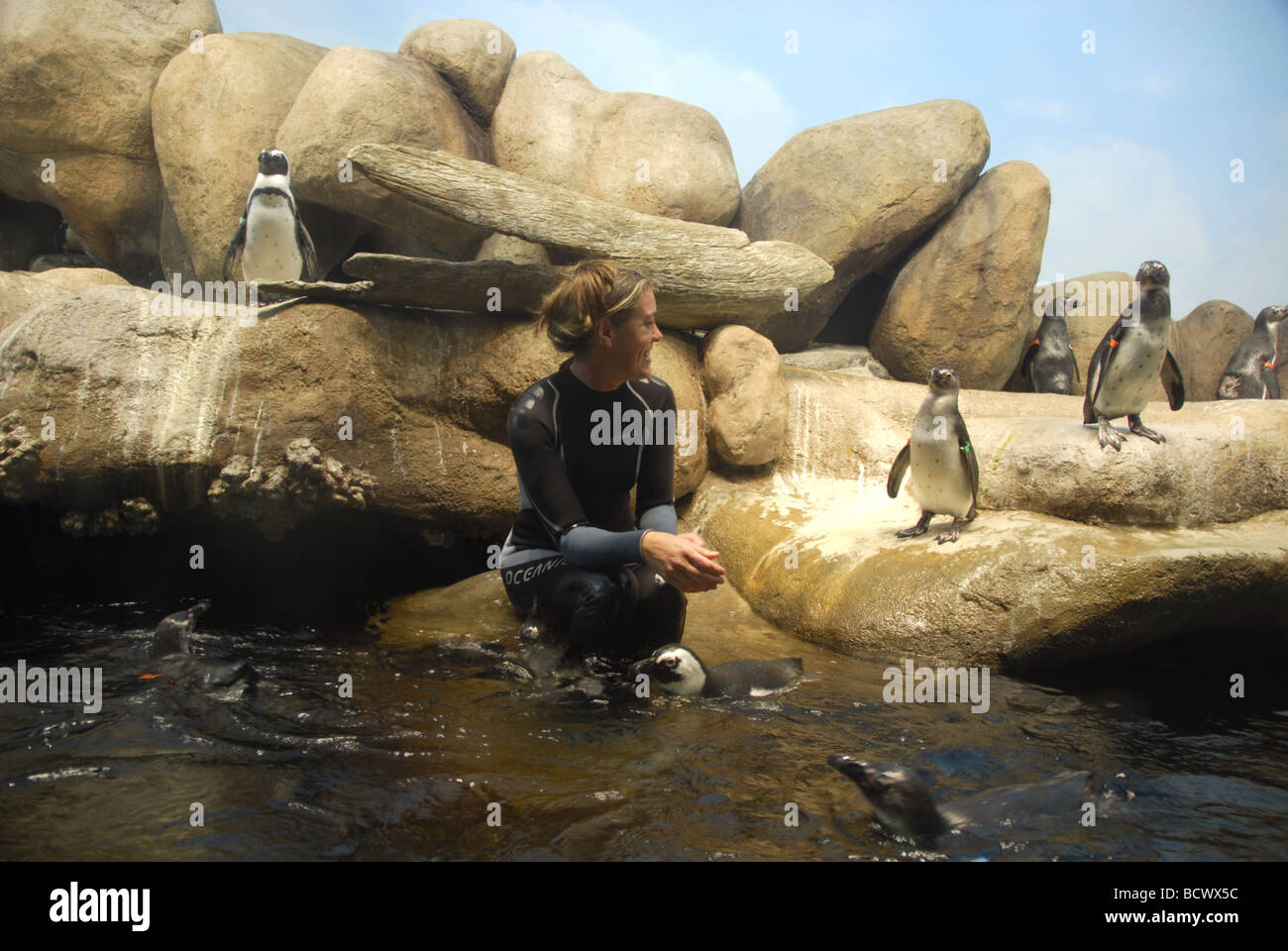 Diver with penguins in African Hall in the California Academy of ...