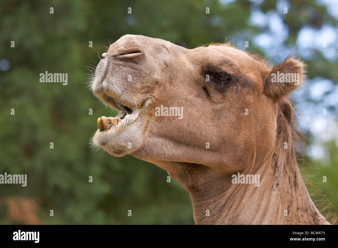Dromedar hi-res stock photography and images - Alamy