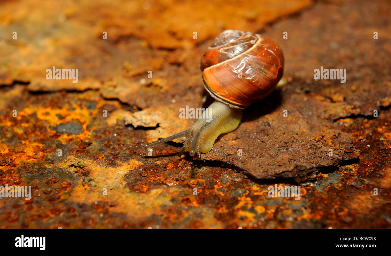Snail on leaf and rusted iron plate close up Stock Photo - Alamy