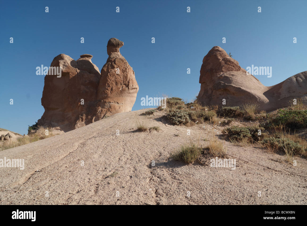 Camel shaped hi-res stock photography and images - Alamy