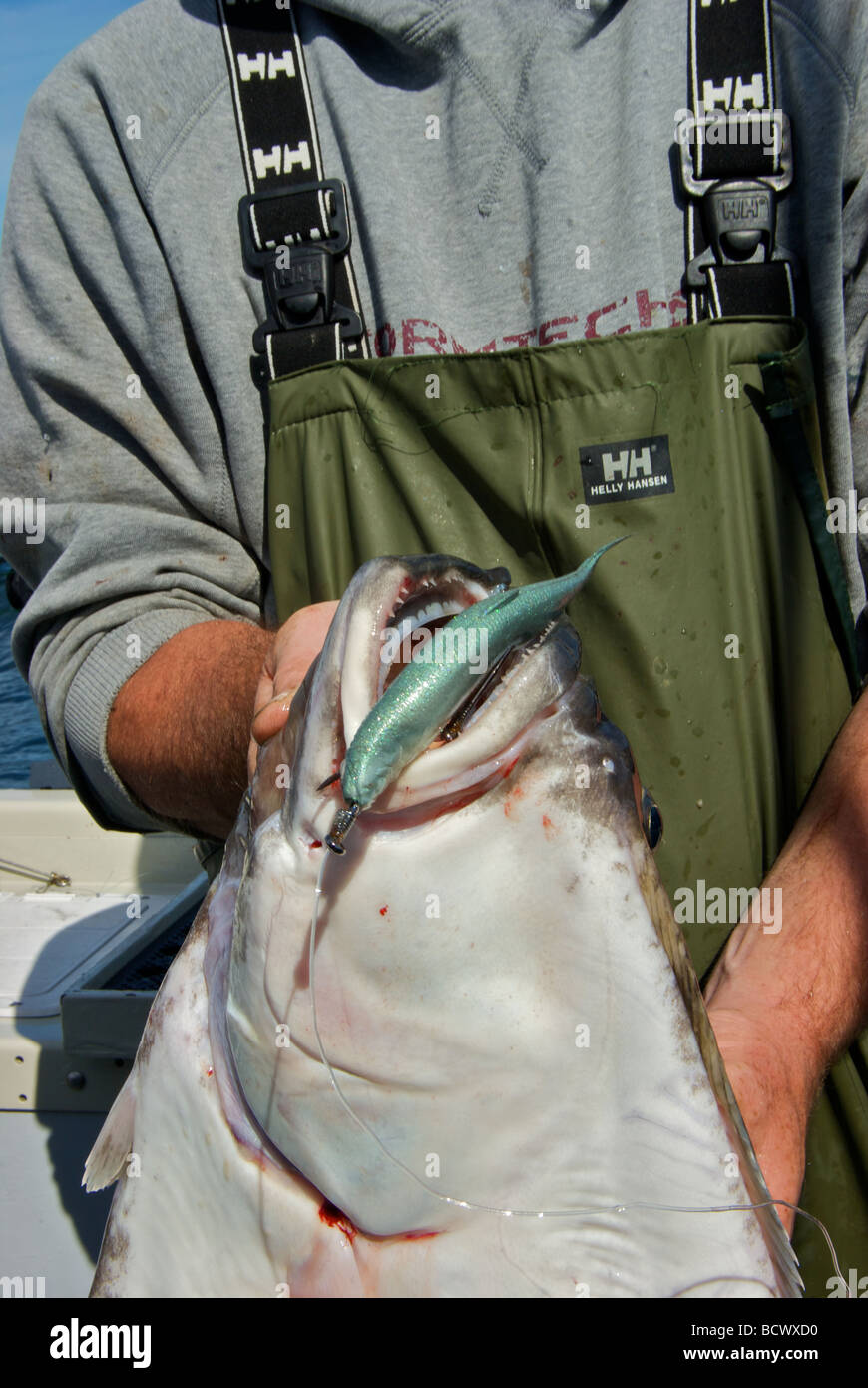 Halibut hi-res stock photography and images - Alamy