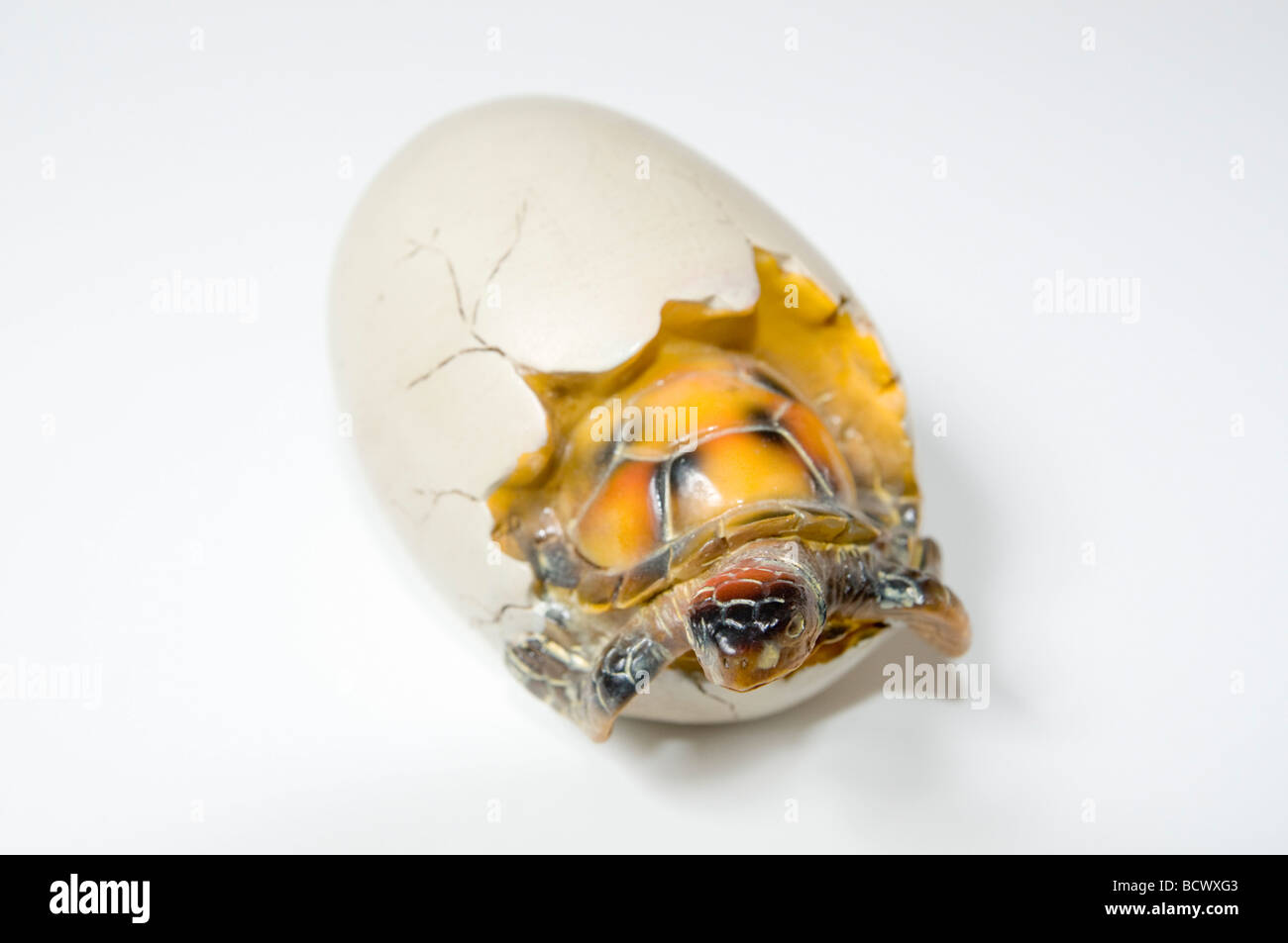 Cutout of a clay hatching tortoise figure on white background Stock ...