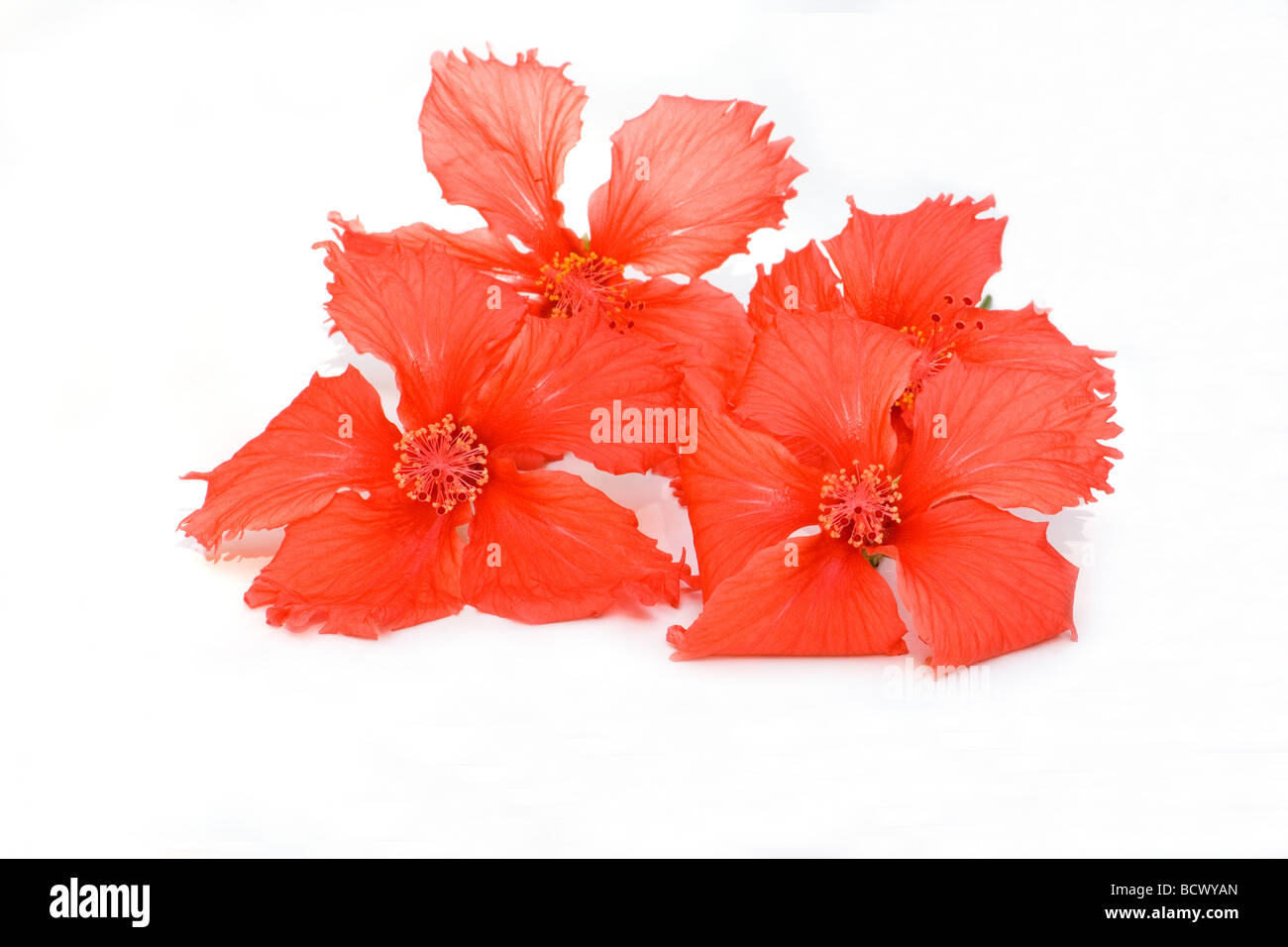 Hibiscus flower Cut Out Stock Images & Pictures - Alamy