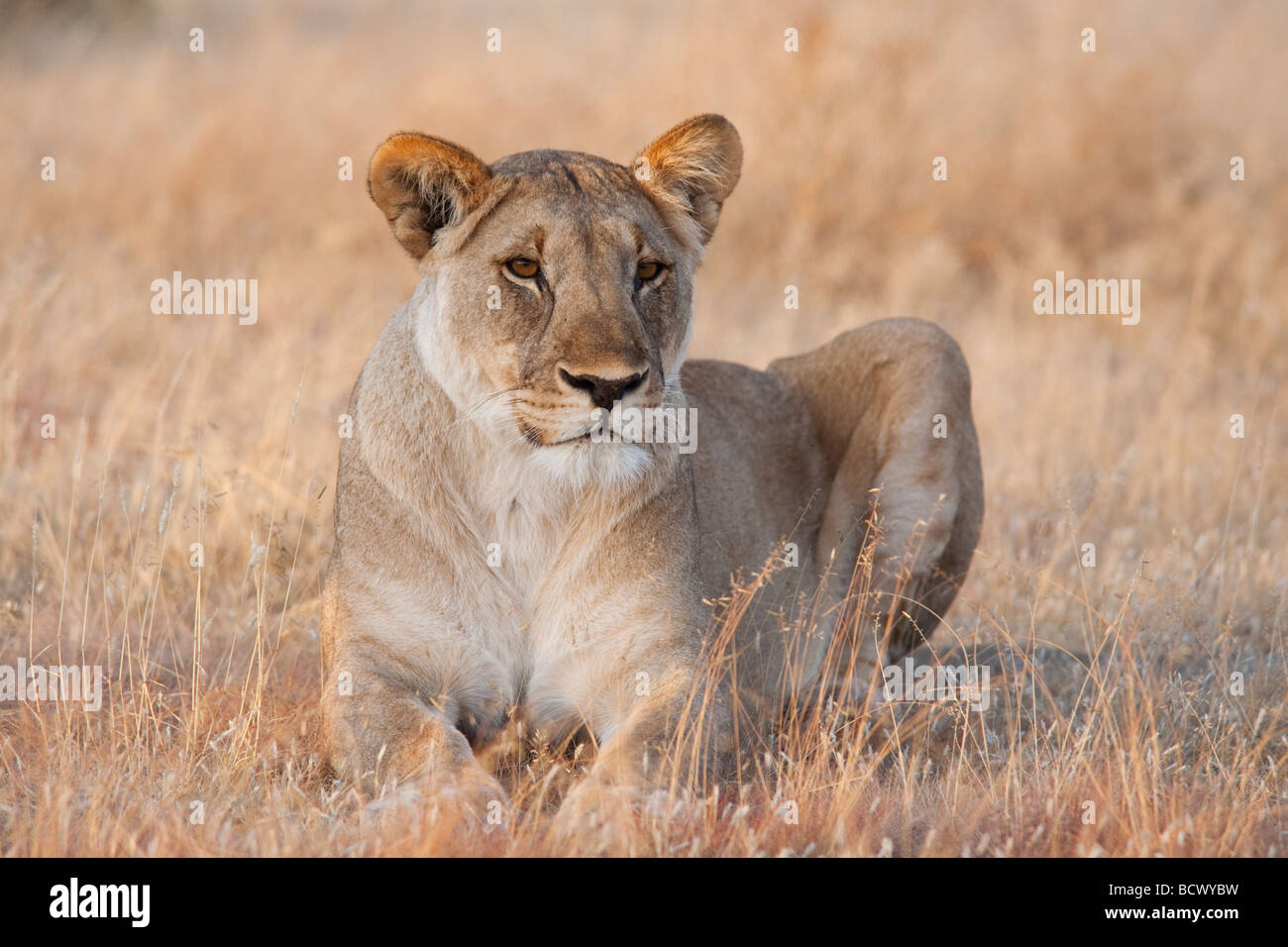 Lioness Panthera leo Etosha National Park Namibia Stock Photo - Alamy