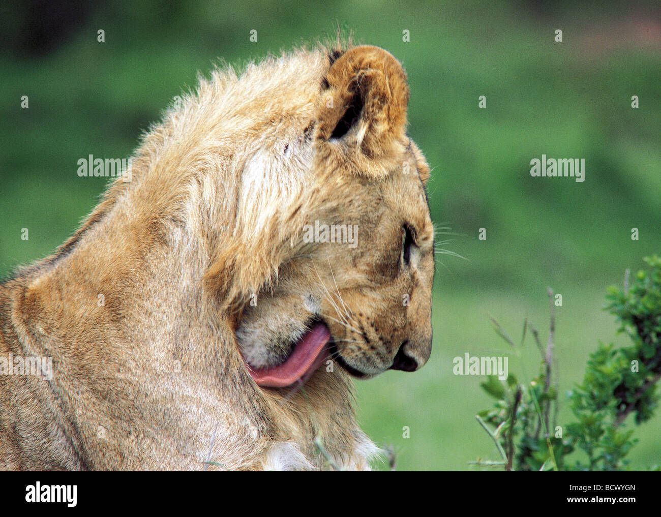 Lion tongue hi-res stock photography and images - Alamy