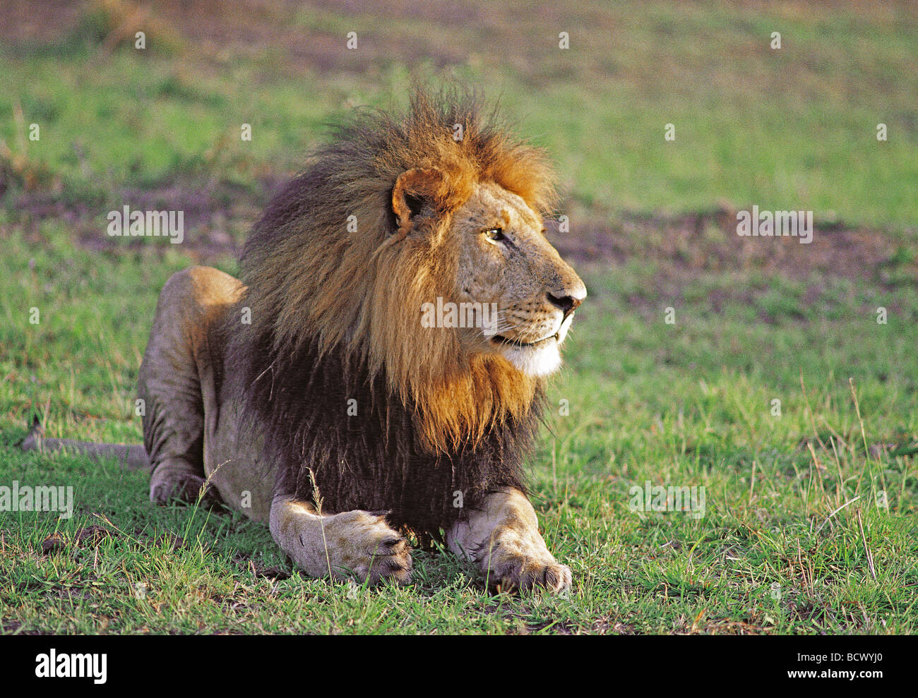 Male Lion with fine mane lying down on short green grass looking into ...