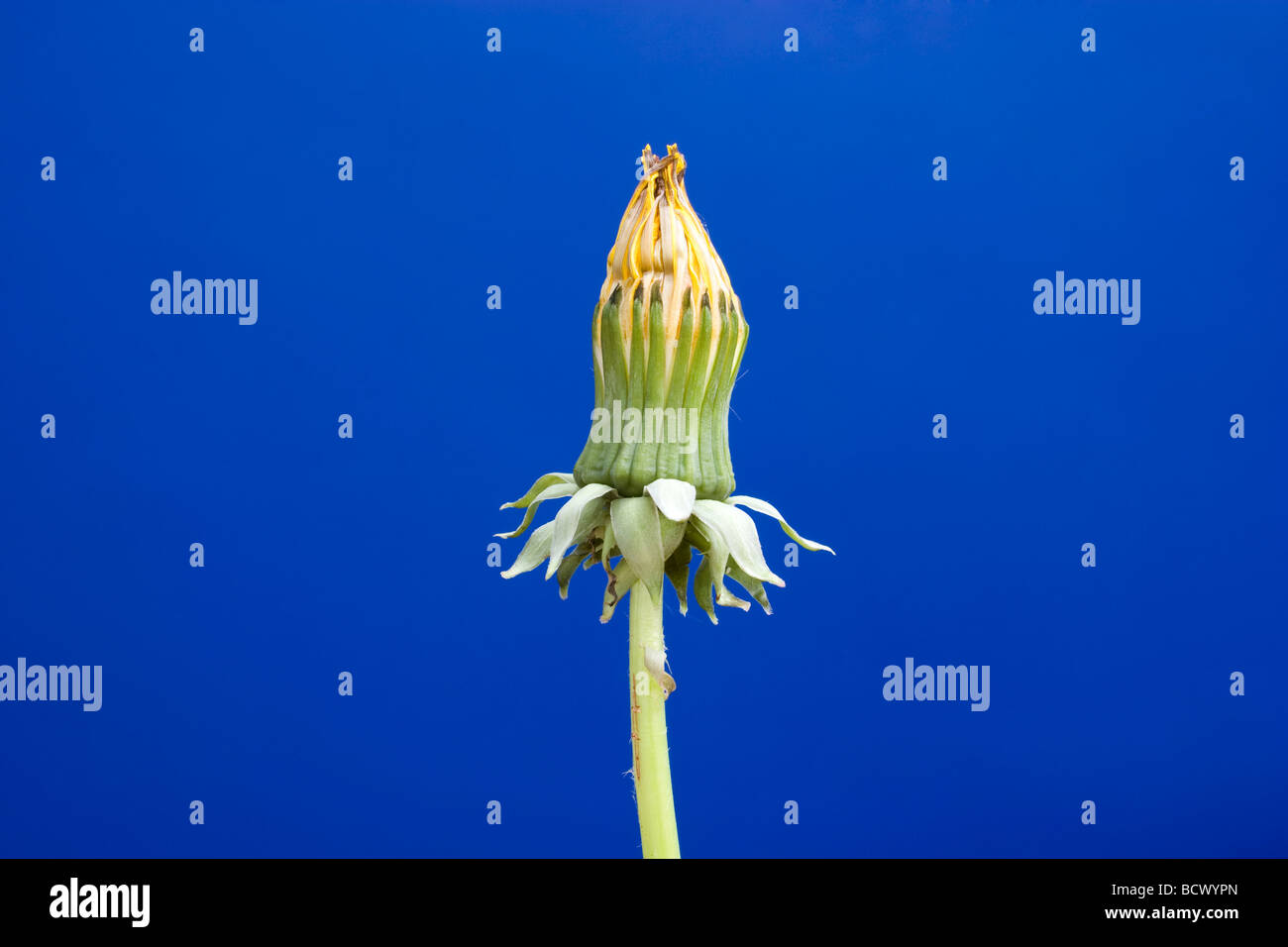 Open and closed flower hi-res stock photography and images - Alamy