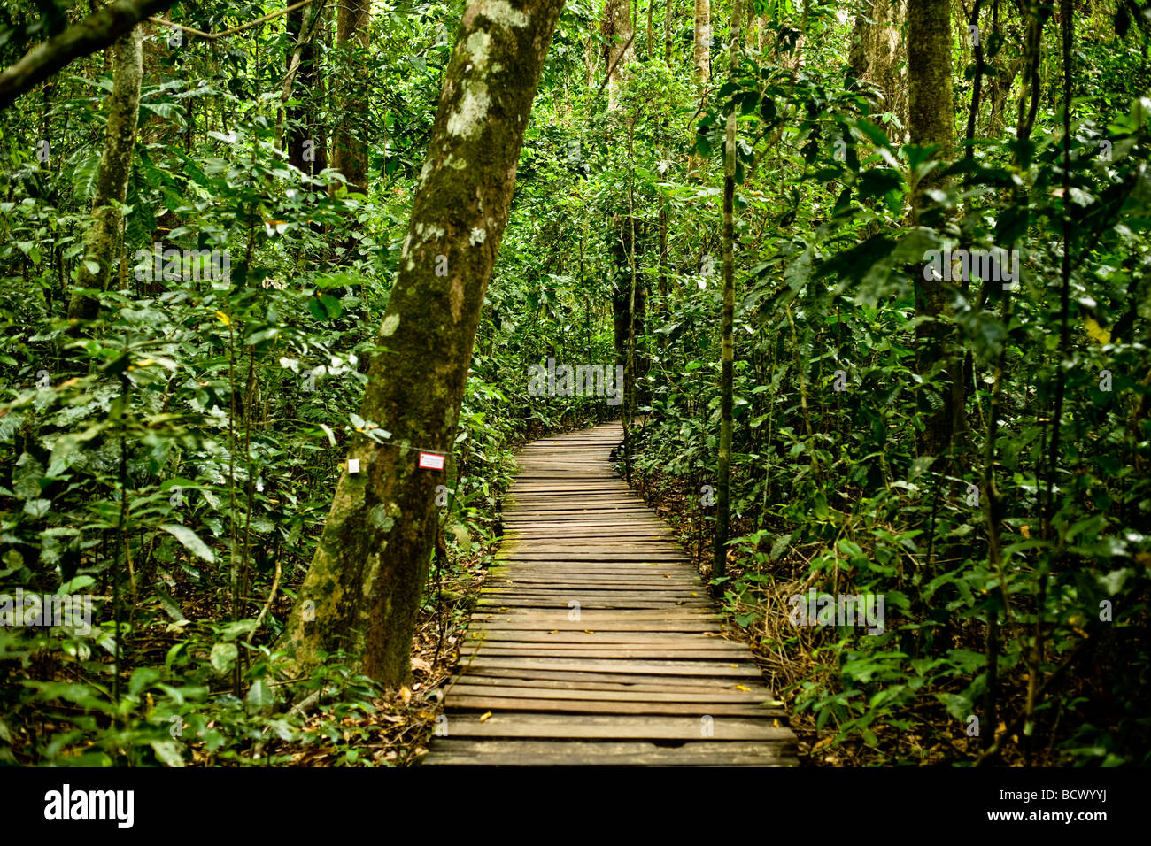 A wooden pathway leads travelers into a dense forest in Palawan the ...