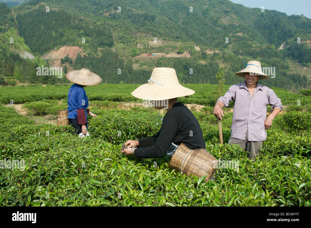Tea picking china hi-res stock photography and images - Alamy