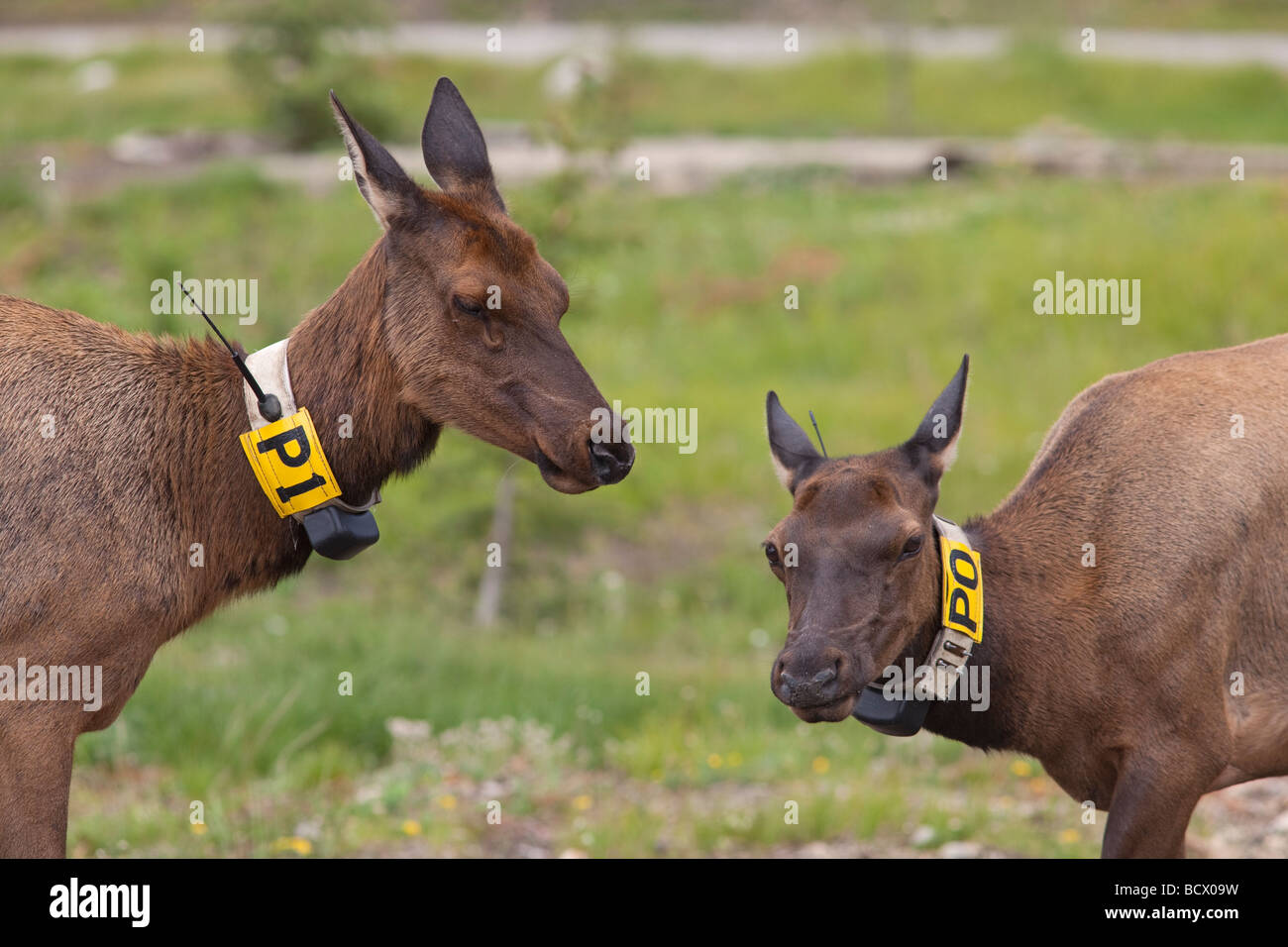 Rocky Mountain National Park Colorado Two radio collared cow elk Stock ...