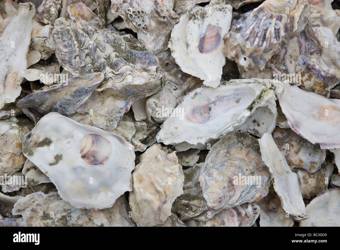 Crassostrea gigas shells hi-res stock photography and images - Alamy