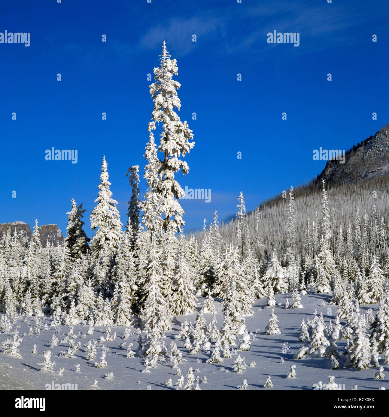 Snow Covered Frosted Trees and Mountain in Winter in Kootenay National ...
