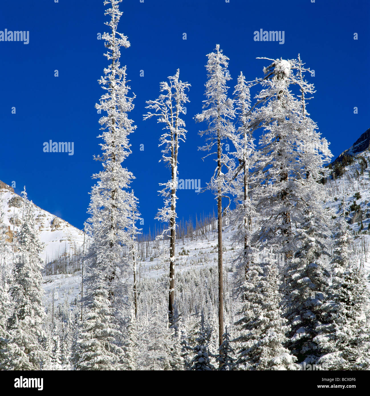 Snow Covered Frosted Trees and Mountain in Winter in Kootenay National ...