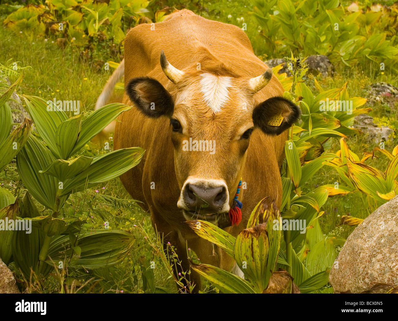 Cow in the Kachkar park at east Turkey Stock Photo - Alamy