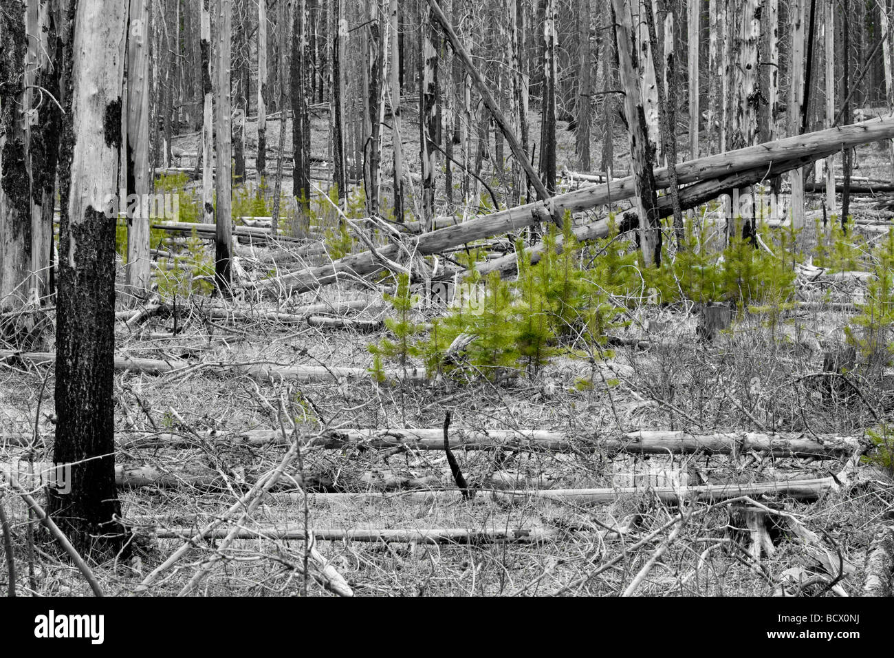 Young trees growing in a dead forest ravaged by a forest fire Stock ...