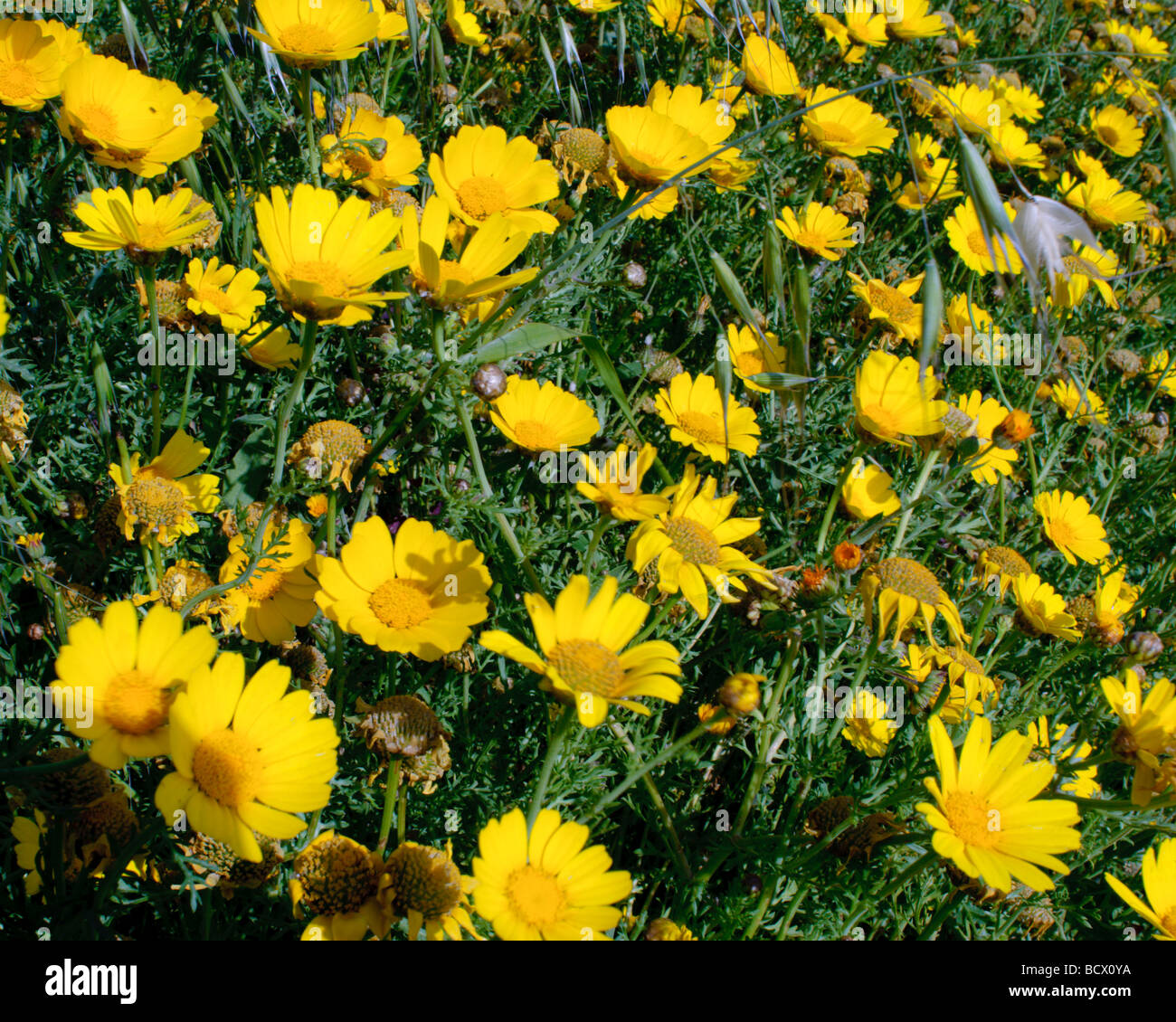 Pafos cyprus blossom spring hi-res stock photography and images - Alamy