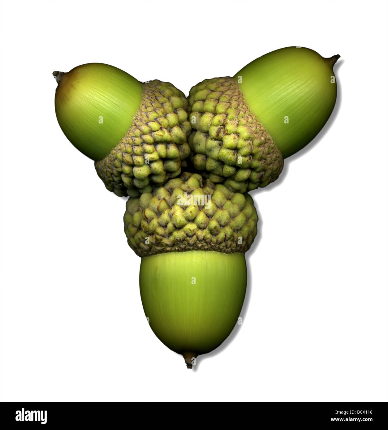 Acorns on a white background Stock Photo - Alamy