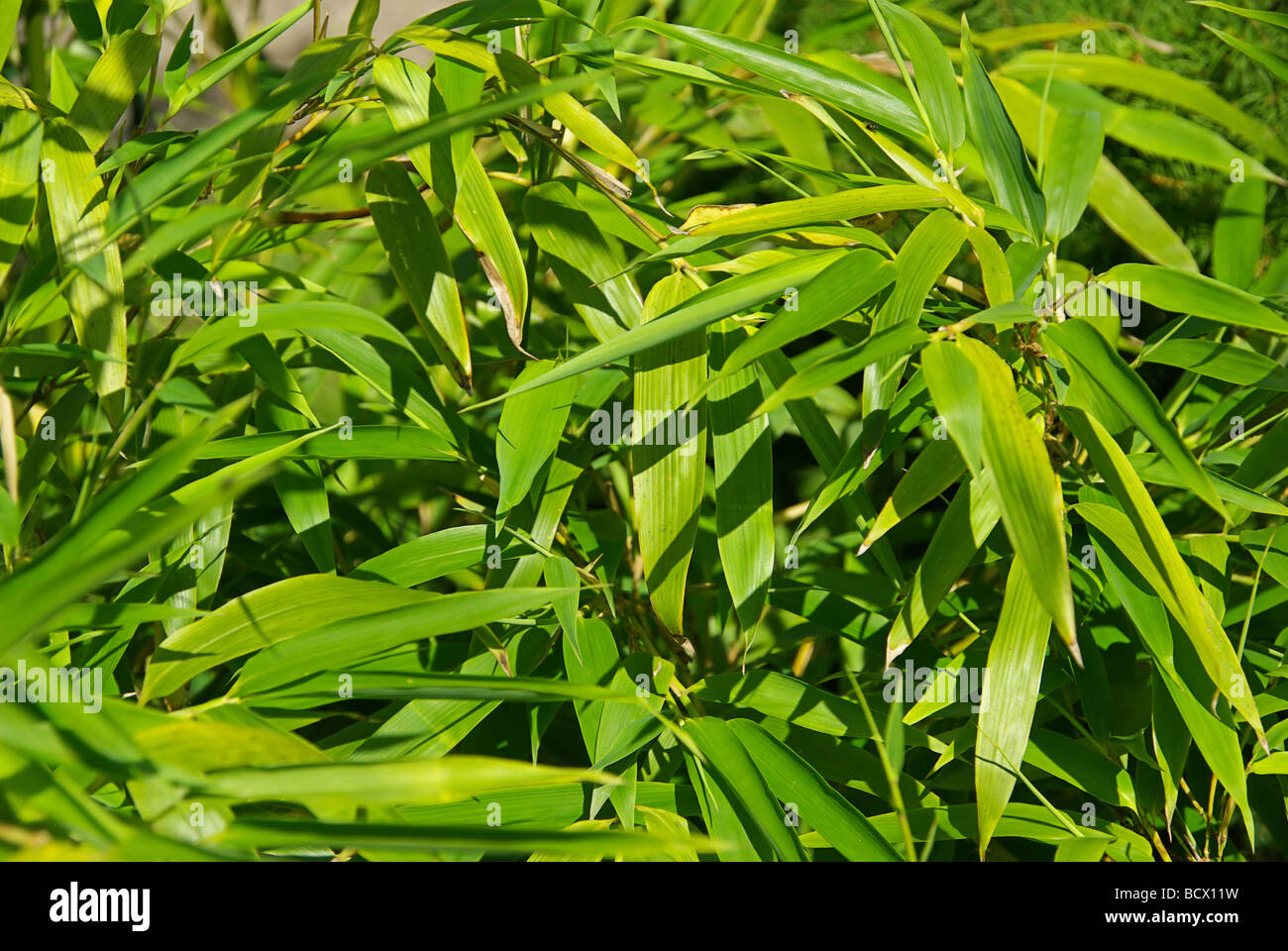 Bambus gras hi-res stock photography and images - Alamy
