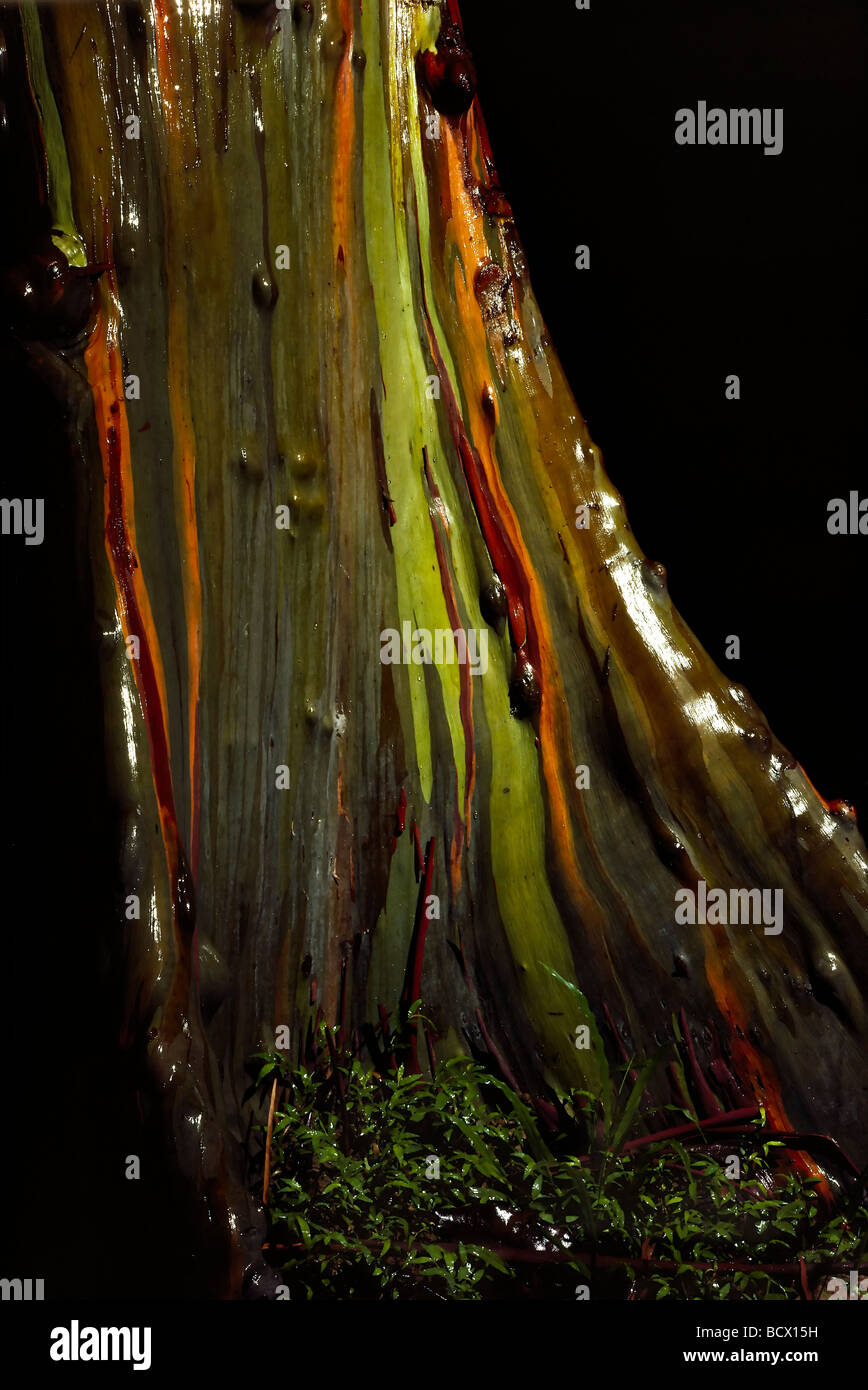 colorful Eucalyptus tree Australia rainforest Scenic Trees beauty ...