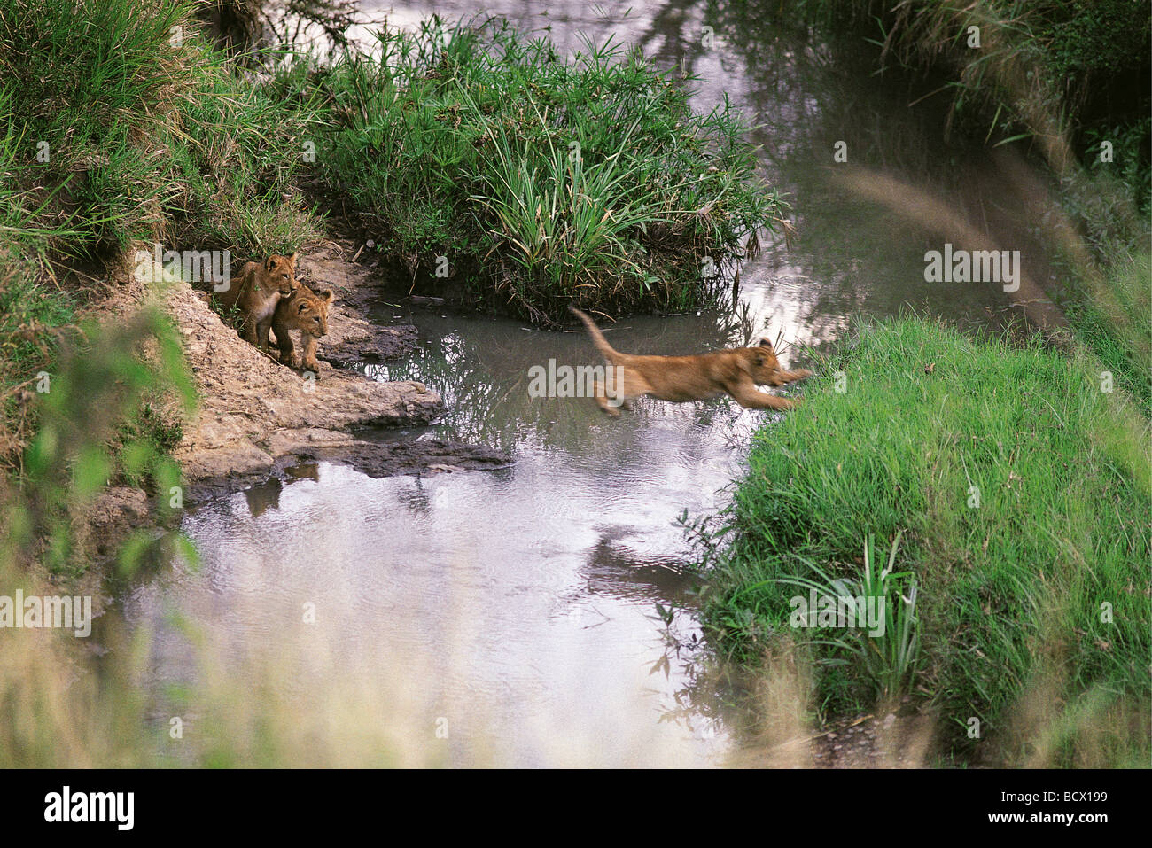 Lioness encouraging small cubs to jump over a stream Masai Mara ...