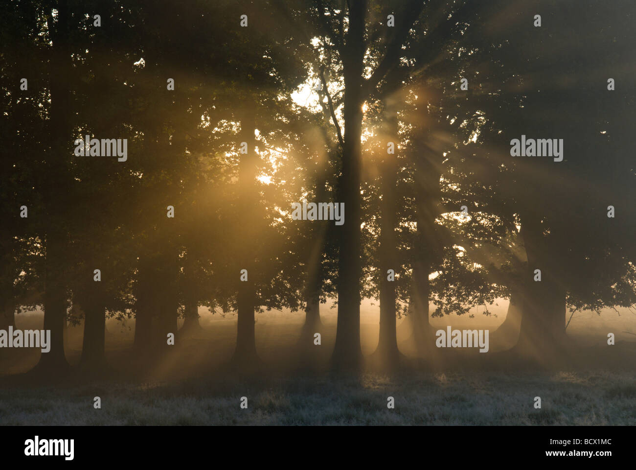 Sunrise through mist hi-res stock photography and images - Alamy