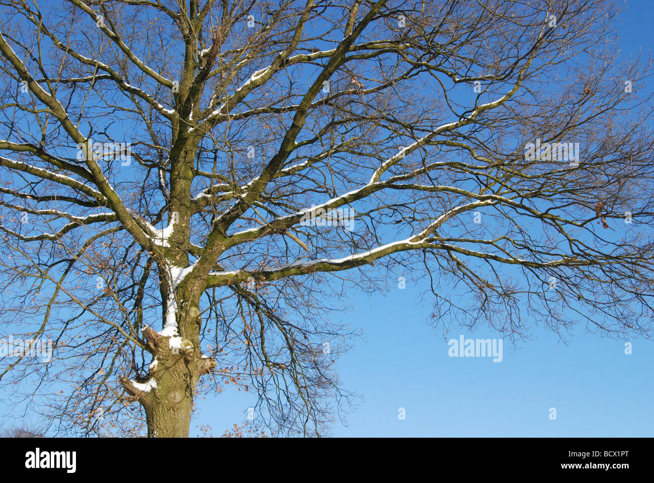 snow covered oak tree in winter Stock Photo - Alamy
