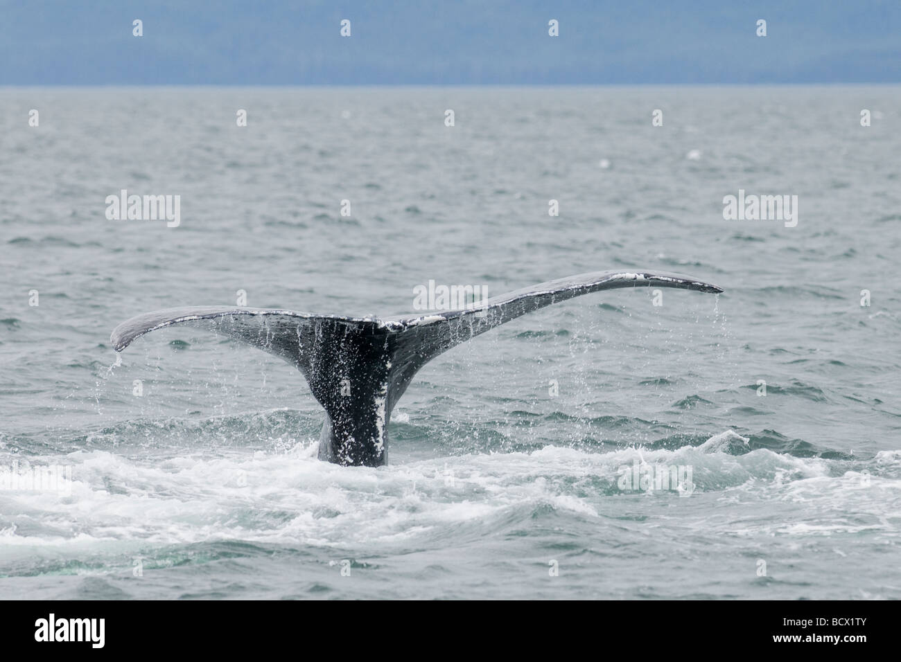 Humpback whale showing fluke Stock Photo - Alamy