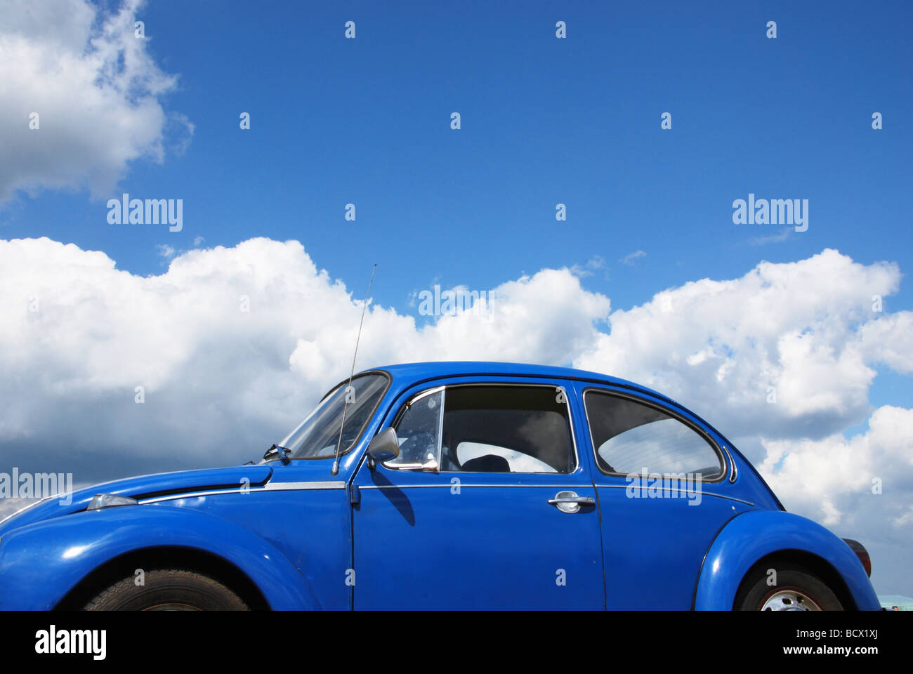 Blue mint beetle hi-res stock photography and images - Alamy