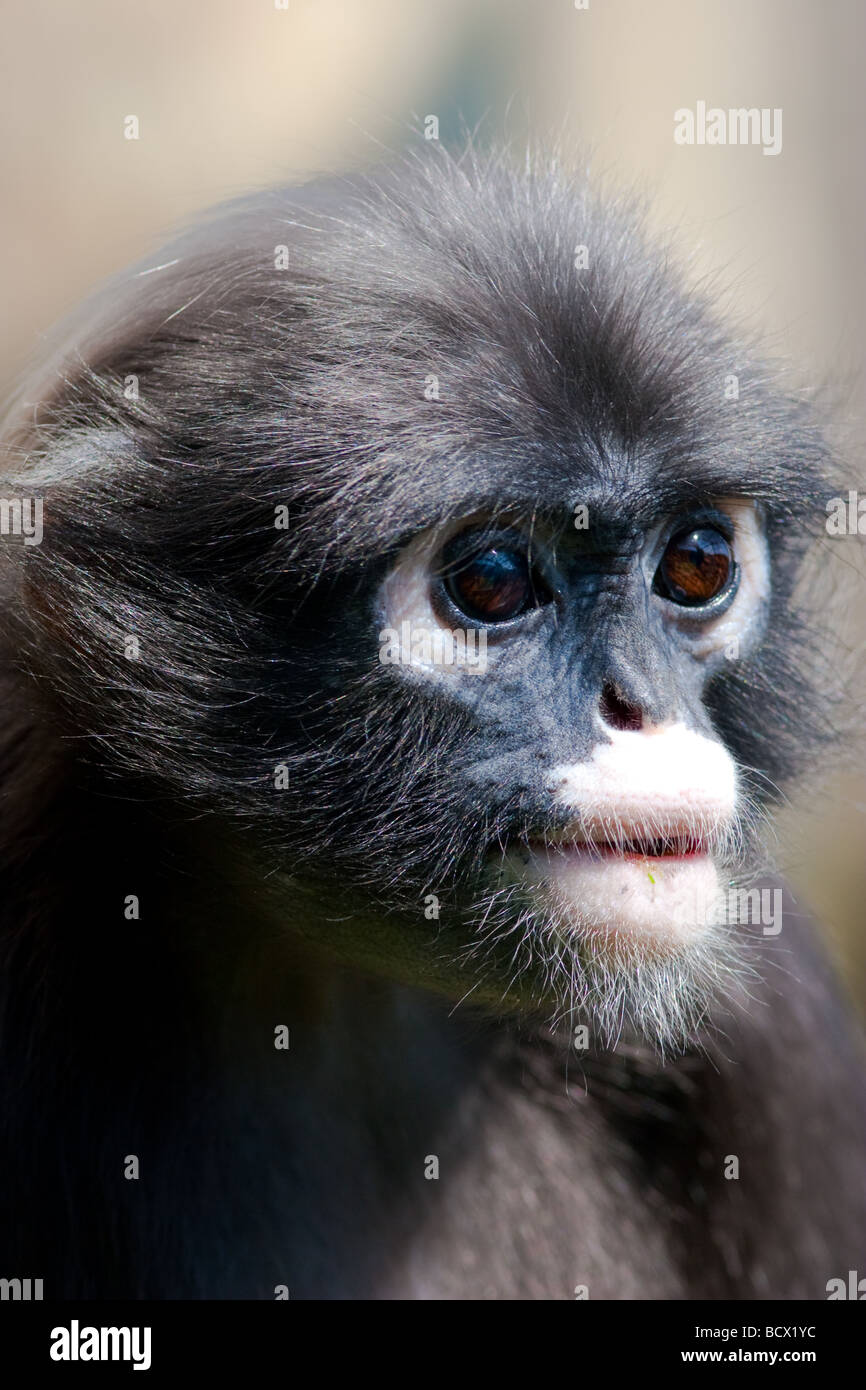 Dusky eyes hi-res stock photography and images - Alamy