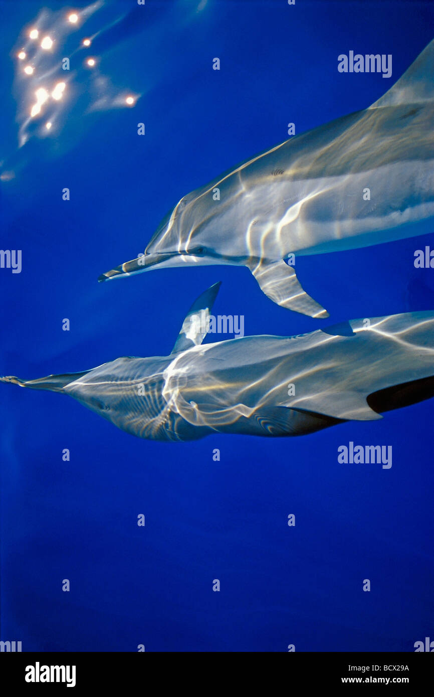 long-snouted spinner dolphins Stenella longirostris, Hawaii USA,Kona ...