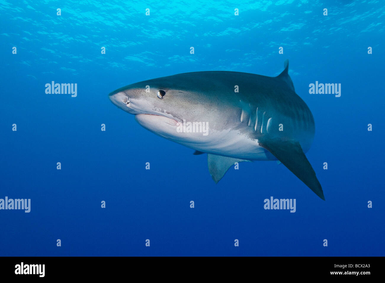 Tiger Shark Galeocerdo cuvier West End Atlantic Ocean Bahamas USA Stock ...