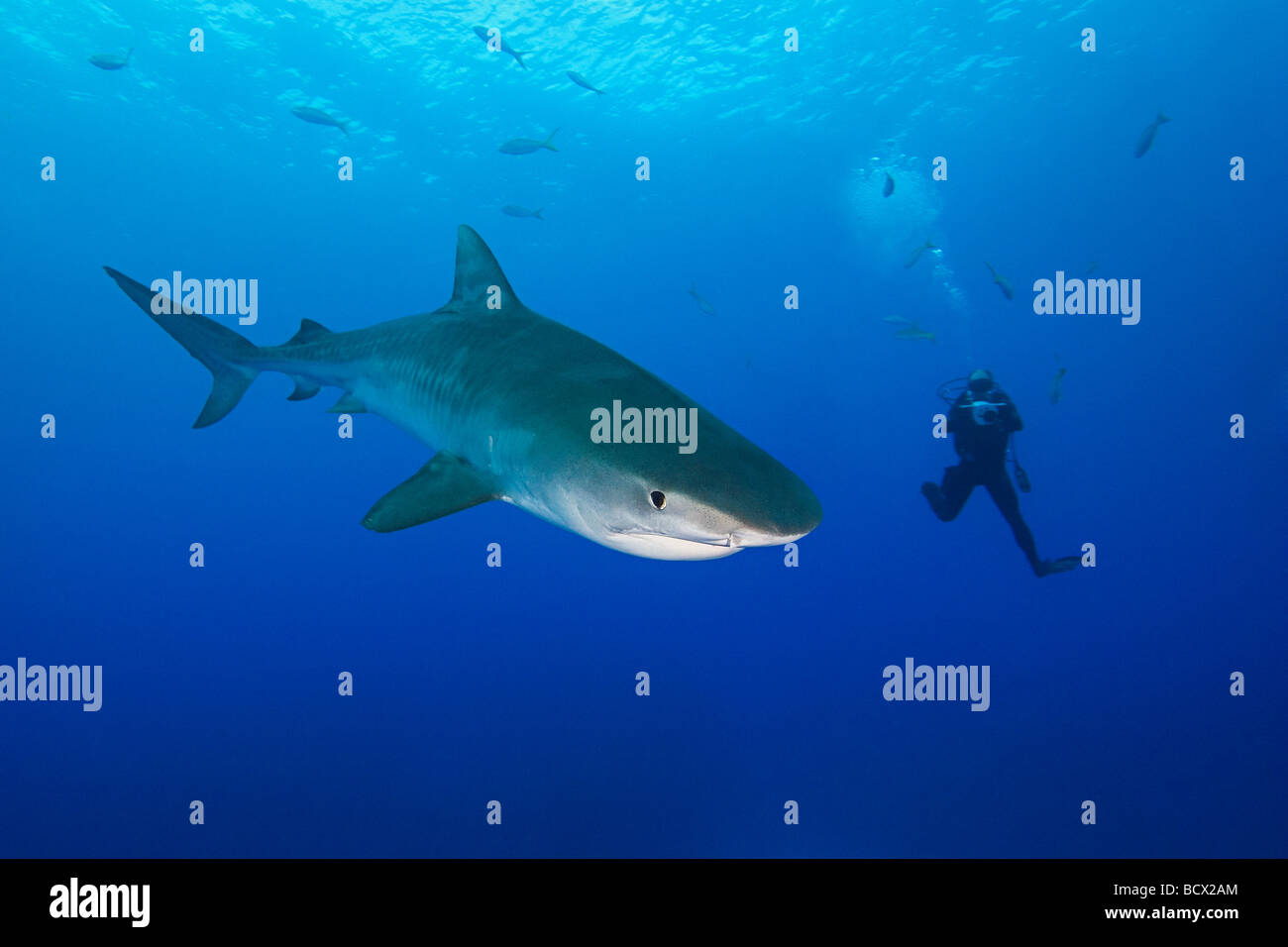 Tiger Shark and scuba diver Galeocerdo cuvier West End Atlantic Ocean ...