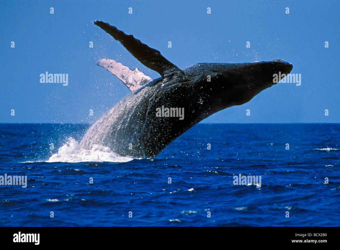 humpback whale Megaptera novaeangliae, Hawaii, USA, Pacific Ocean Stock ...