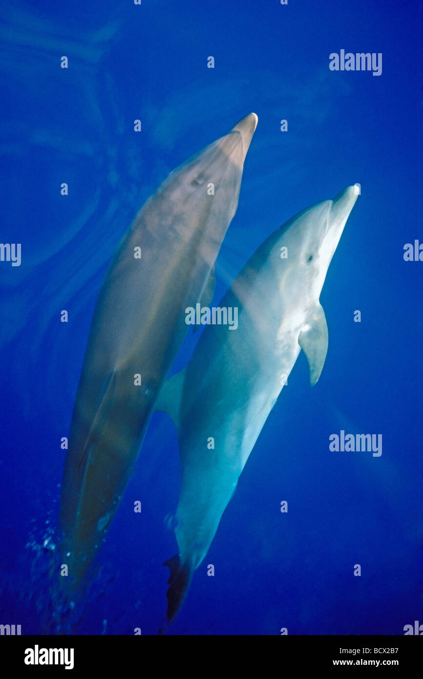 long-snouted spinner dolphins Stenella longirostris, Hawaii USA,Kona ...