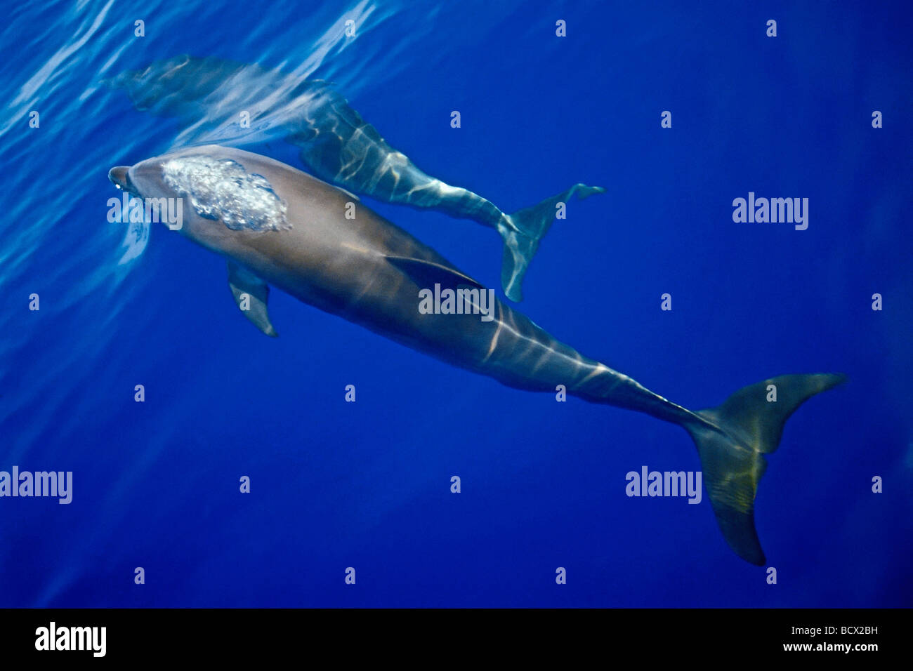 long-snouted spinner dolphins Stenella longirostris, Hawaii USA,Kona ...
